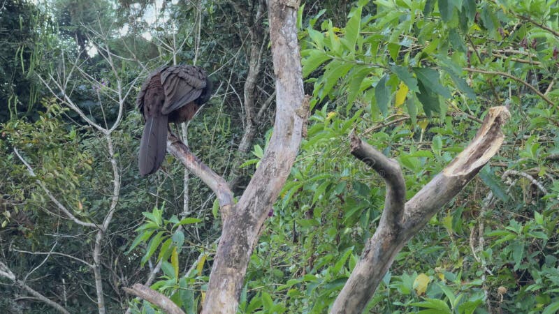 Slow Motion of Jacu Bird Preening on a Dry Tree Branch in Jungle Stock ...