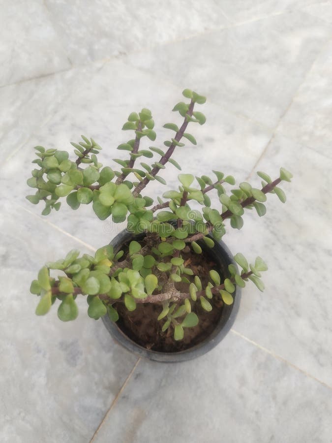 Jade plant in black pot stock image. Image of branches - 345546149