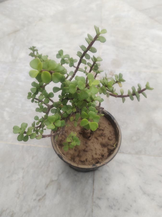Jade plant in black pot stock image. Image of plastic - 345546381