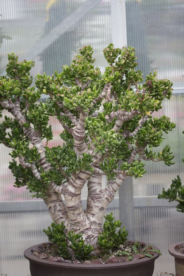 Jade Plant stock image. Image of garden, large, jade - 57690237