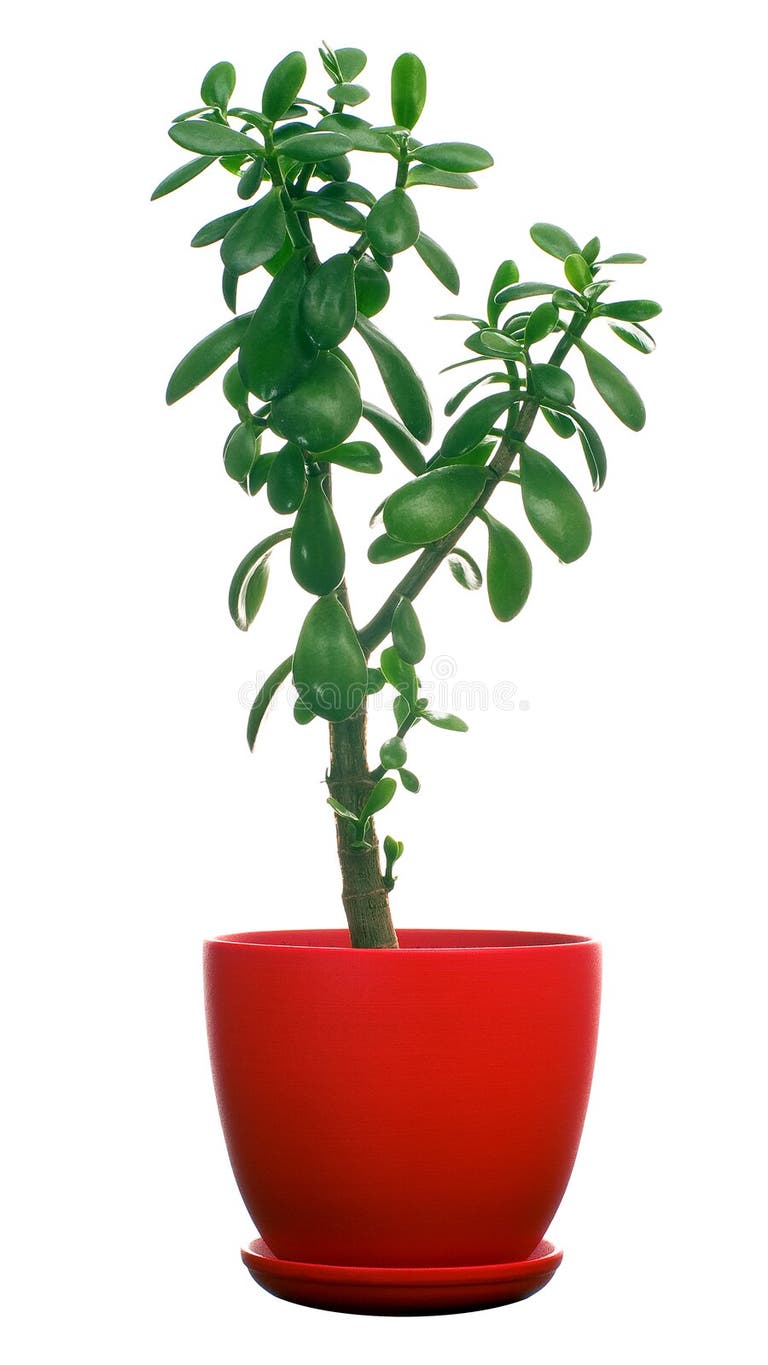 6,271 Jade Chistmas Tree Stock Photos - Free & Royalty-Free Stock ...