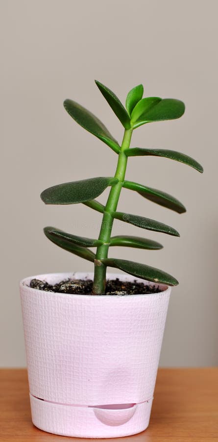 Jade tree stock image. Image of flora, garden, house - 27303829