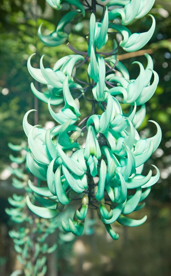 3+ Jade vine Free Stock Photos - StockFreeImages