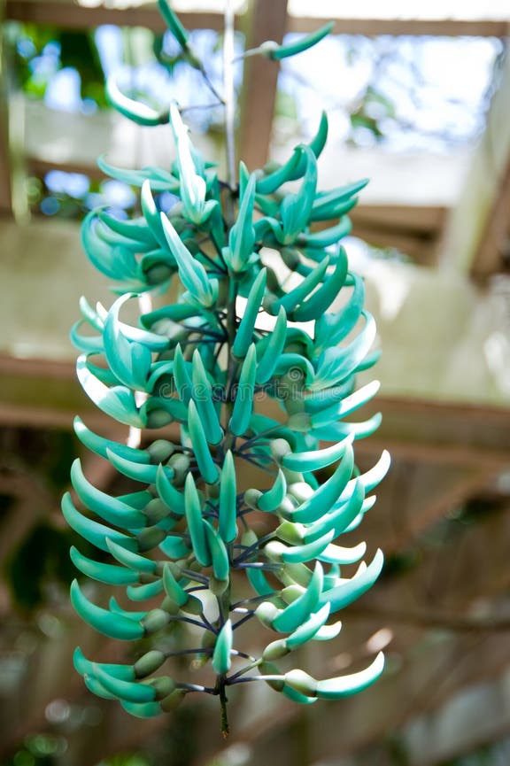 Jade vine stock image. Image of jade, leguminous, outside - 19750191