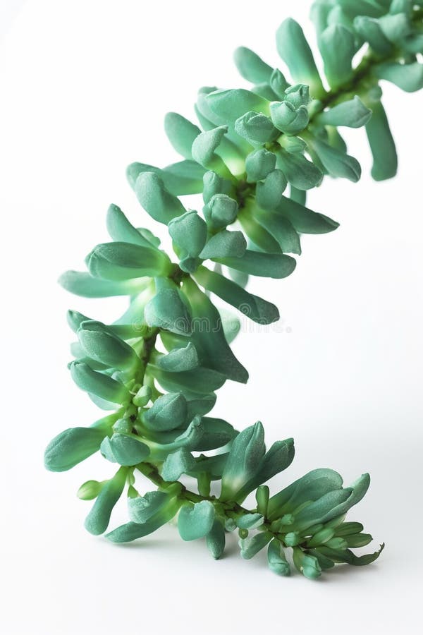 Jade Vine Stock Illustrations – 67 Jade Vine Stock Illustrations ...