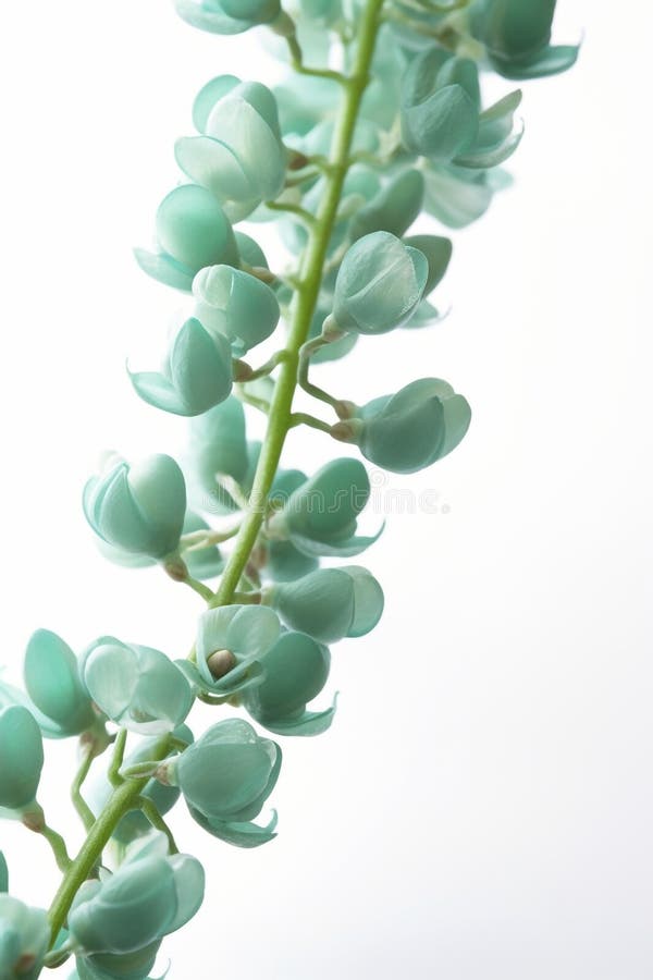 Jade Vine Flowers on White Background, Created with Generative AI Stock ...
