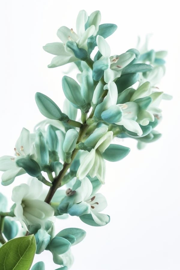 Jade Plant Background Stock Illustrations – 390 Jade Plant Background ...