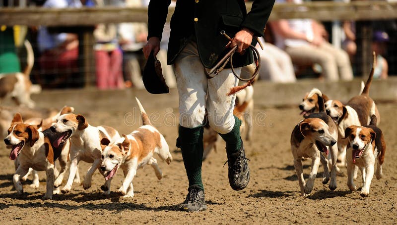 Jagd der Jagdhunde stockfoto. Bild von jagd, england - 12917204