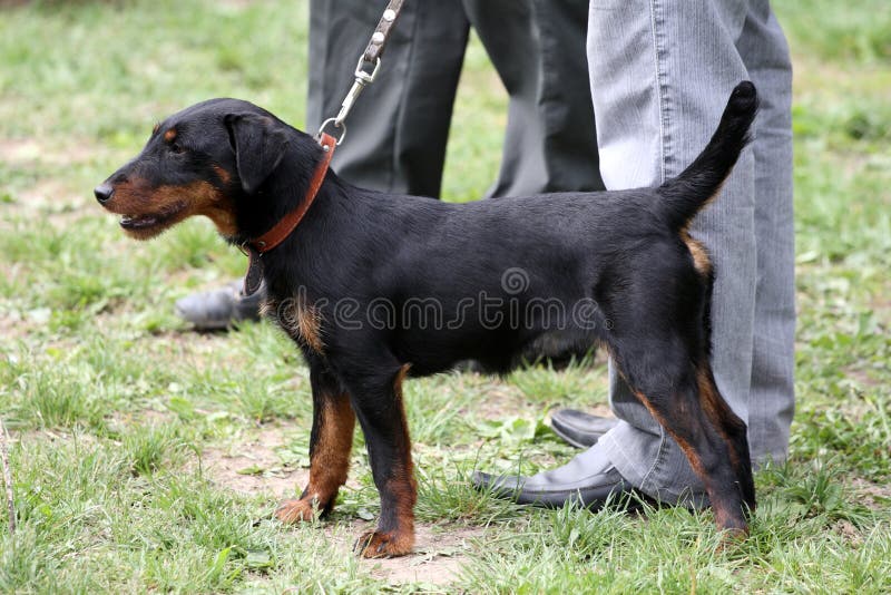Jagdterrier (German Hunt Terrier) Stock Image - Image of german ...