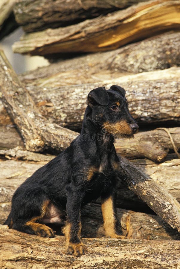 Dog Jagd terrier stock image. Image of german, cabin - 40661163
