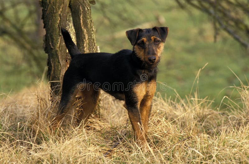 Jagd Terrier or German Hunting Terrier Dog Stock Photo - Image of ...
