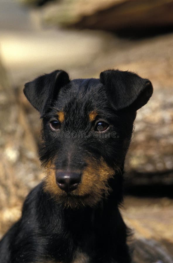 Jagd Terrier Oder Deutscher Jagdterrier-Hund Stockfoto - Bild von ...