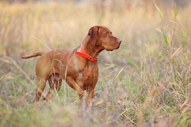 1,826 Ungarischer Jagdhund Stock Fotos - Freie & Royalty-Free Stock ...