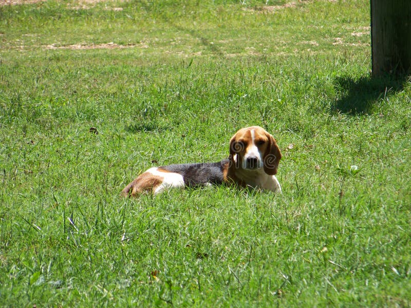 Bauernhofhundejagdhundmischungs-Viehhund in Der Heuscheune Mit Dem ...