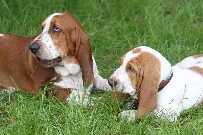 Zwei Brauner Welpen Dachshund-Jagdhund Stockfoto - Bild von jagdhund ...