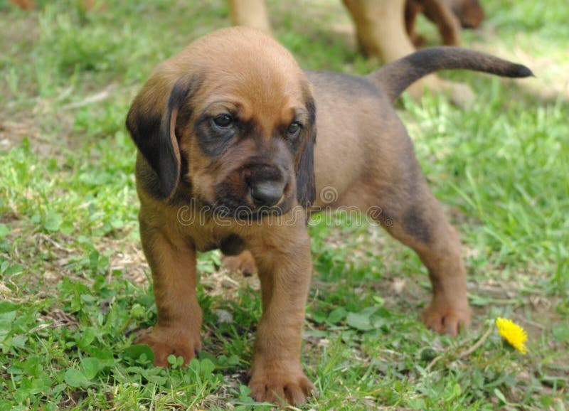 Jagdhund-Welpe! stockfoto. Bild von haustier, grün, hund - 44298386