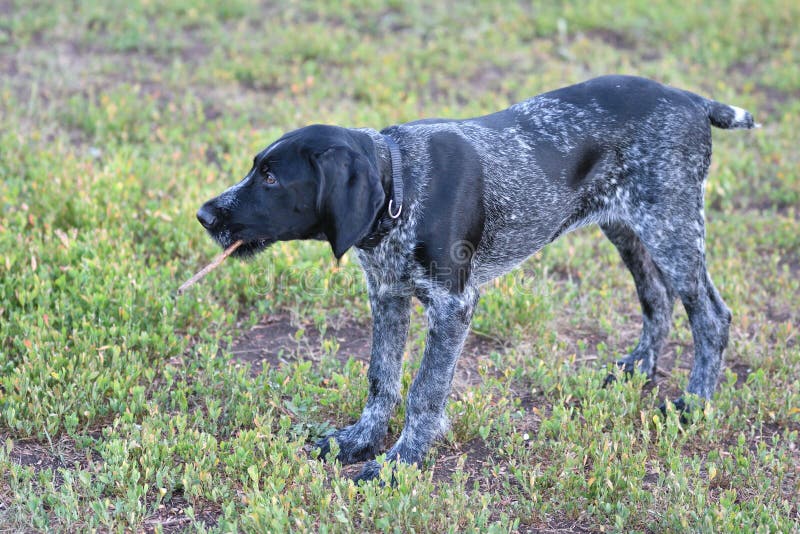 Jagdhunderasse Deutsch Drahthaar Stockfoto - Bild von hund, welpe ...