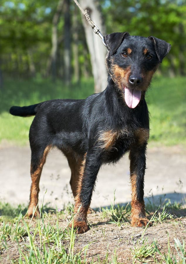 Jagdterrier (deutscher Jagd-Terrier) Stockbild - Bild von nett, welpe ...