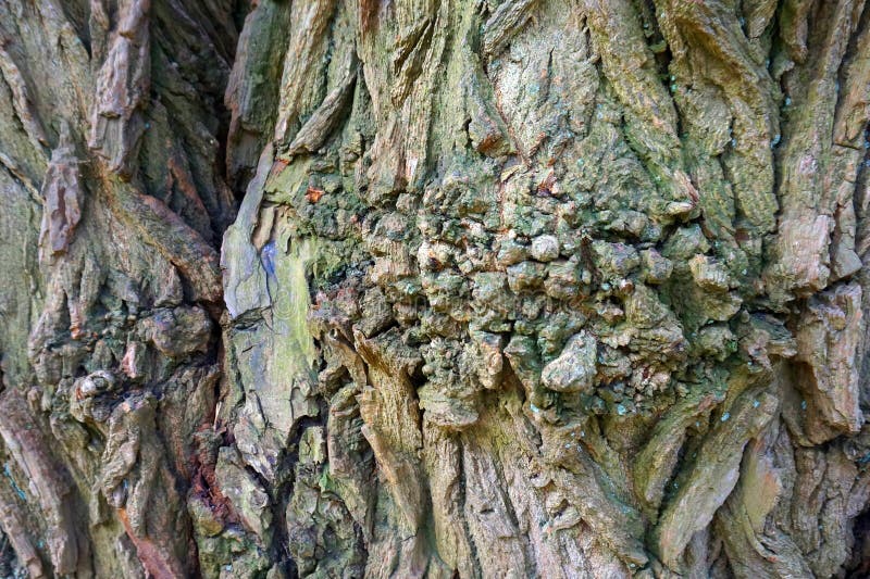 Jagged bark background stock image. Image of grey, timber - 338542815