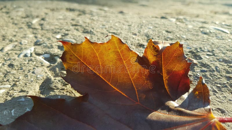 Jagged Edge of Brown Dry Maple Leaf in Sunlight on Textured Concrete ...