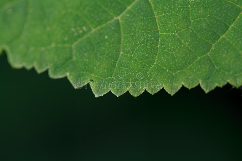 Jagged Edge of Green Leaf of Living Plant. Macro Photography Stock ...