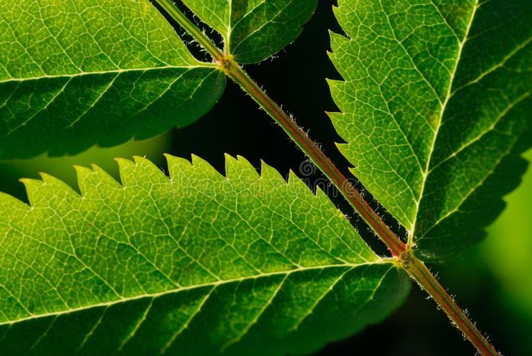 On the Jagged Edge Leaf Abstract Stock Image - Image of artistic, fine ...