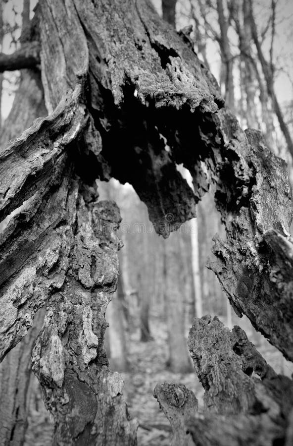 Slowly rotting away stock photo. Image of background - 302381292