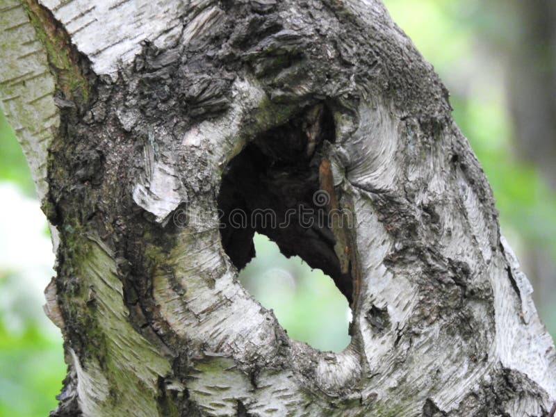 Jagged Hole in a Tree Trunk Stock Photo - Image of rough, silver: 247651128