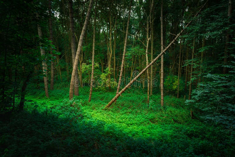 A Snagged Tree in Lush Green Forest. Stock Photo - Image of diagonally ...