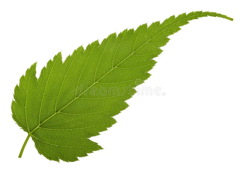 Jagged leaf stock photo. Image of thin, nature, vein - 36528550