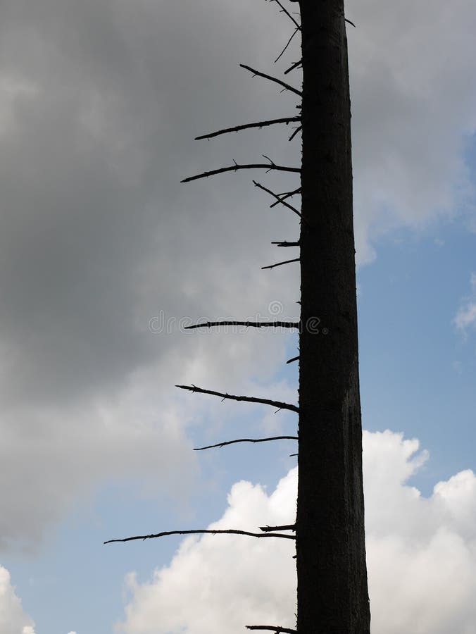 Jagged Pine Trees on the Horizon Stock Photo - Image of black, park ...