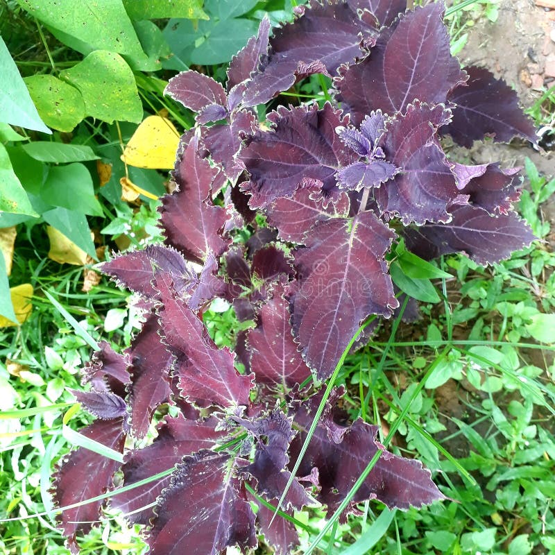 Jagged red leaf weed stock image. Image of leaf, nature - 261704727