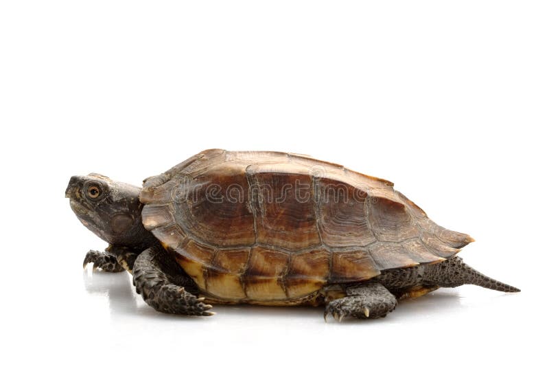 Jagged shell box turtle stock image. Image of zoology - 10203165