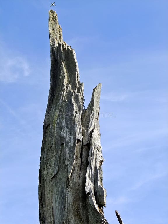 Jagged Tree Stump stock photo. Image of wood, tree, stump - 88578940