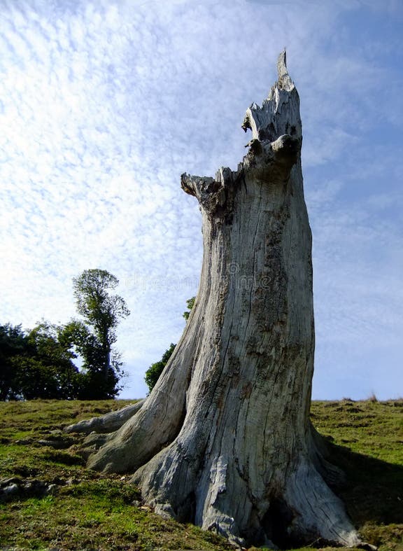 Jagged Tree Stump stock photo. Image of clouds, pointing - 87648340