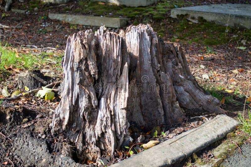 Jagged Tree Stump Remains in Cemetery Grounds Stock Photo - Image of ...