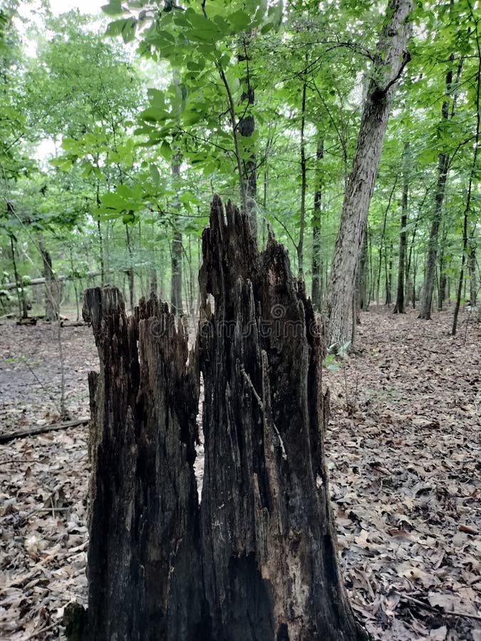 Jagged Tree Trunk stock photo. Image of wood, autumn - 333545768