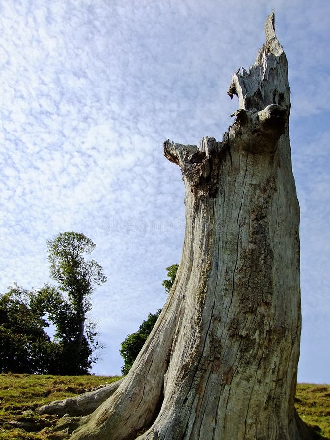 Jagged Tree Trunk stock photo. Image of england, decay - 92317866