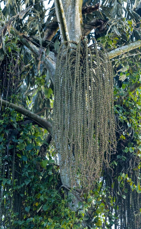 Palm Jaggery Isolated on White Background Stock Image - Image of food ...