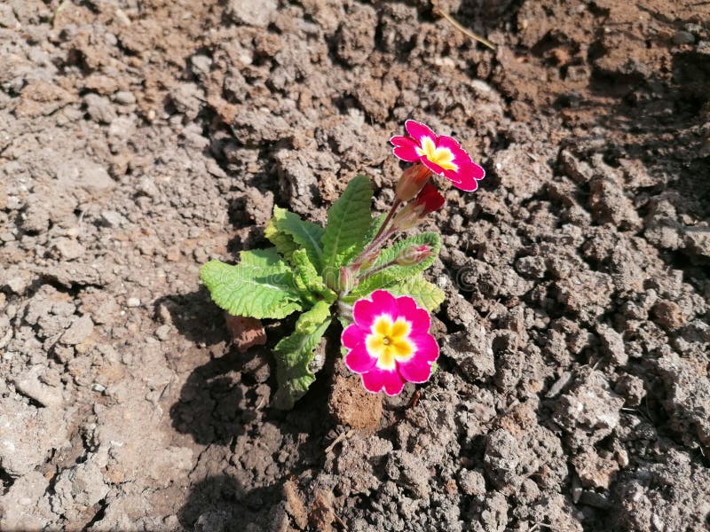 Jagor pink flower stock image. Image of wildflower, produce - 185646361
