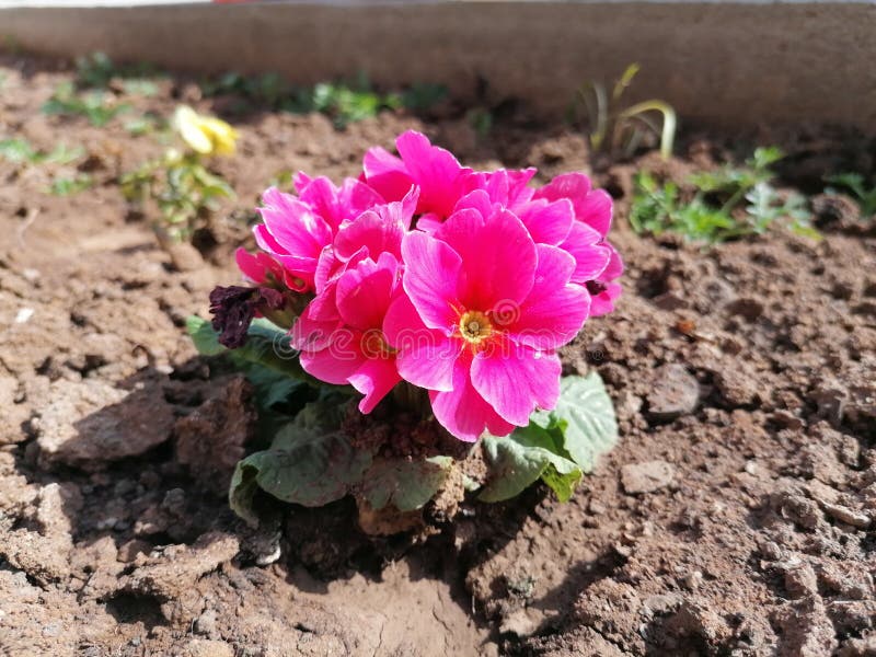 Jagor pink flower stock photo. Image of blossom, plant - 185646378