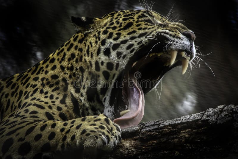 201 Jaguar Mouth Open Stock Photos - Free & Royalty-Free Stock Photos ...