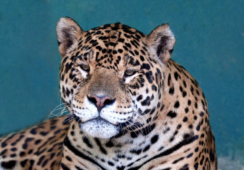 Jaguar stock image. Image of america, jaws, looking, jaguar - 20089935