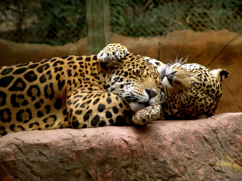2,817 Jaguar Spots Png Stock Photos - Free & Royalty-Free Stock Photos ...