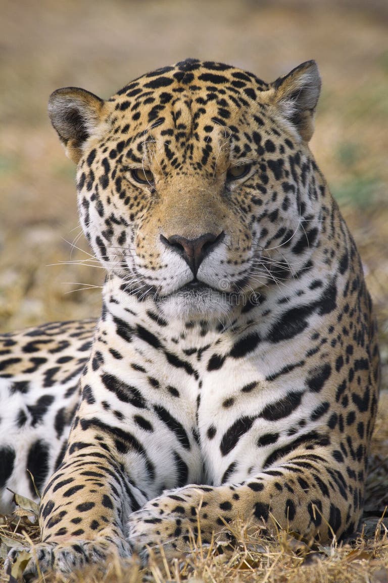 1,621 Male Jaguar Stock Photos - Free & Royalty-Free Stock Photos from ...