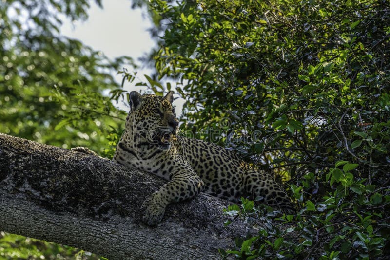 Angry Jaguar Resting on a Tree Trunk. Stock Image - Image of fallen ...