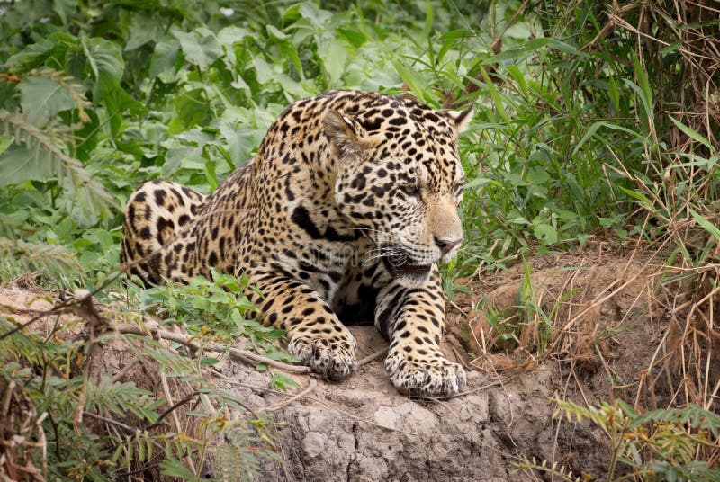 Jaguar Peruvian Amazon Jungle Madre De Dios Peru Stock Image - Image of ...