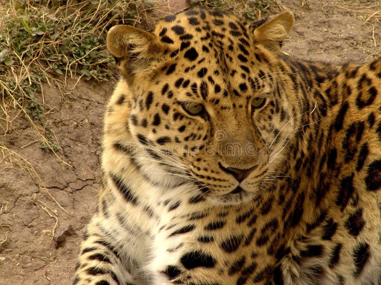 2,817 Jaguar Spots Png Stock Photos - Free & Royalty-Free Stock Photos ...