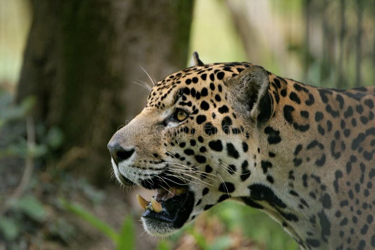 1,621 Male Jaguar Stock Photos - Free & Royalty-Free Stock Photos from ...
