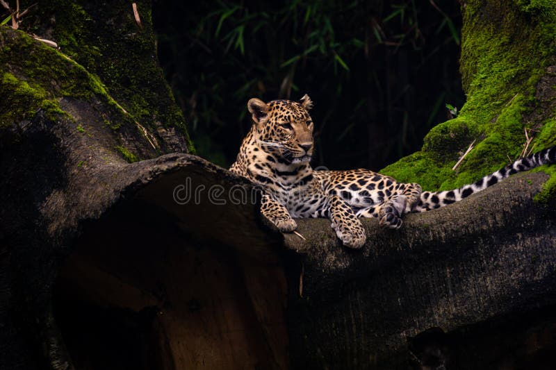 Jaguar animal rest on tree stock image. Image of savanna - 197726335